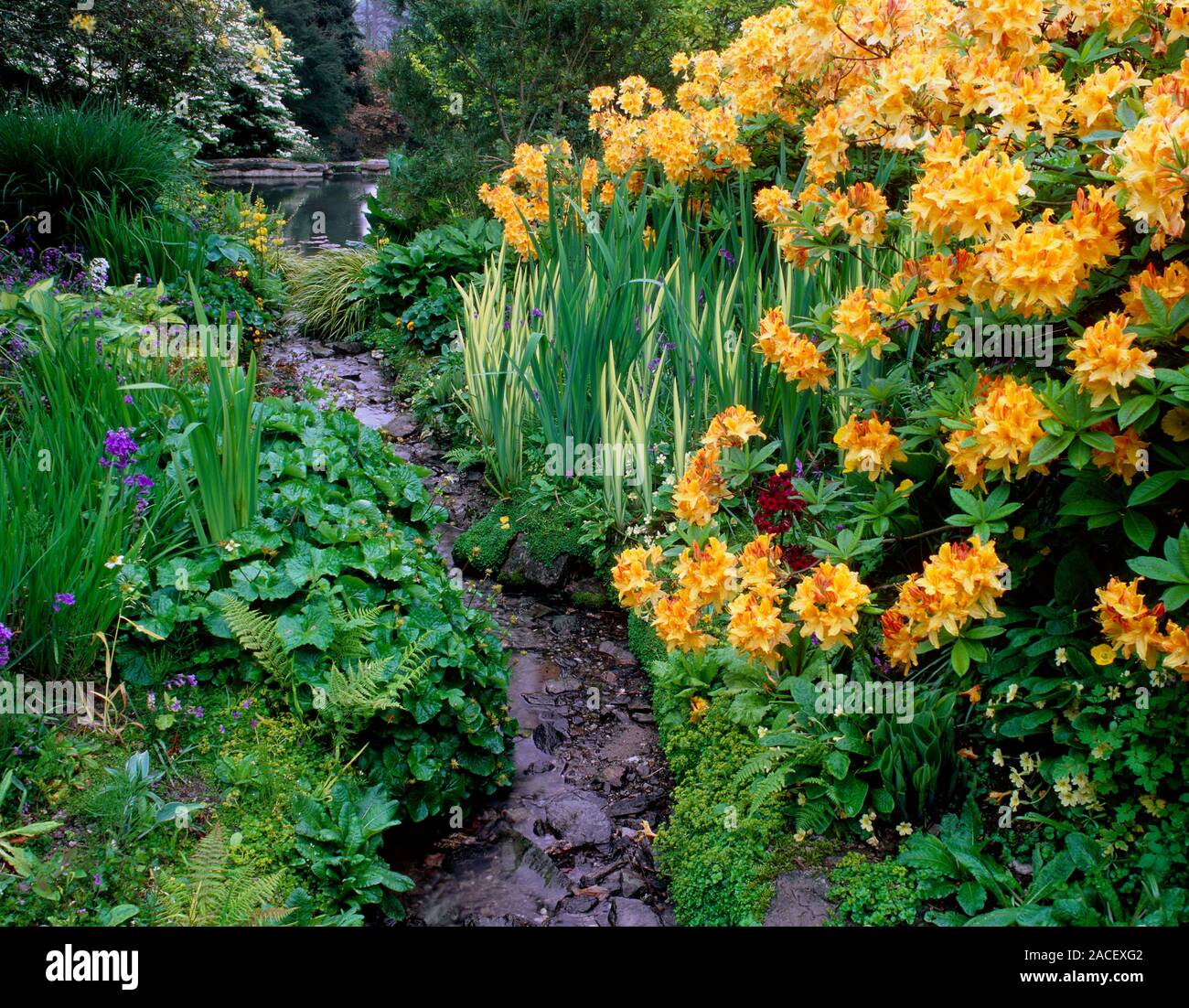 Streamside planting. Stream in a garden featuring Rhododendron Exbury ...
