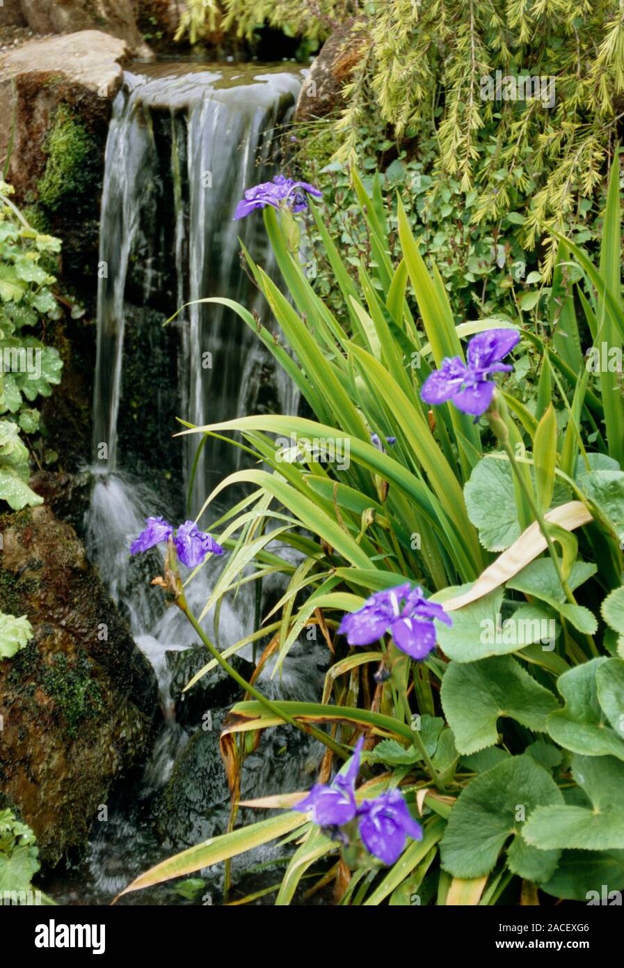 Garden waterfall. Iris flowers (Iris sp.) by a waterfall Stock Photo ...