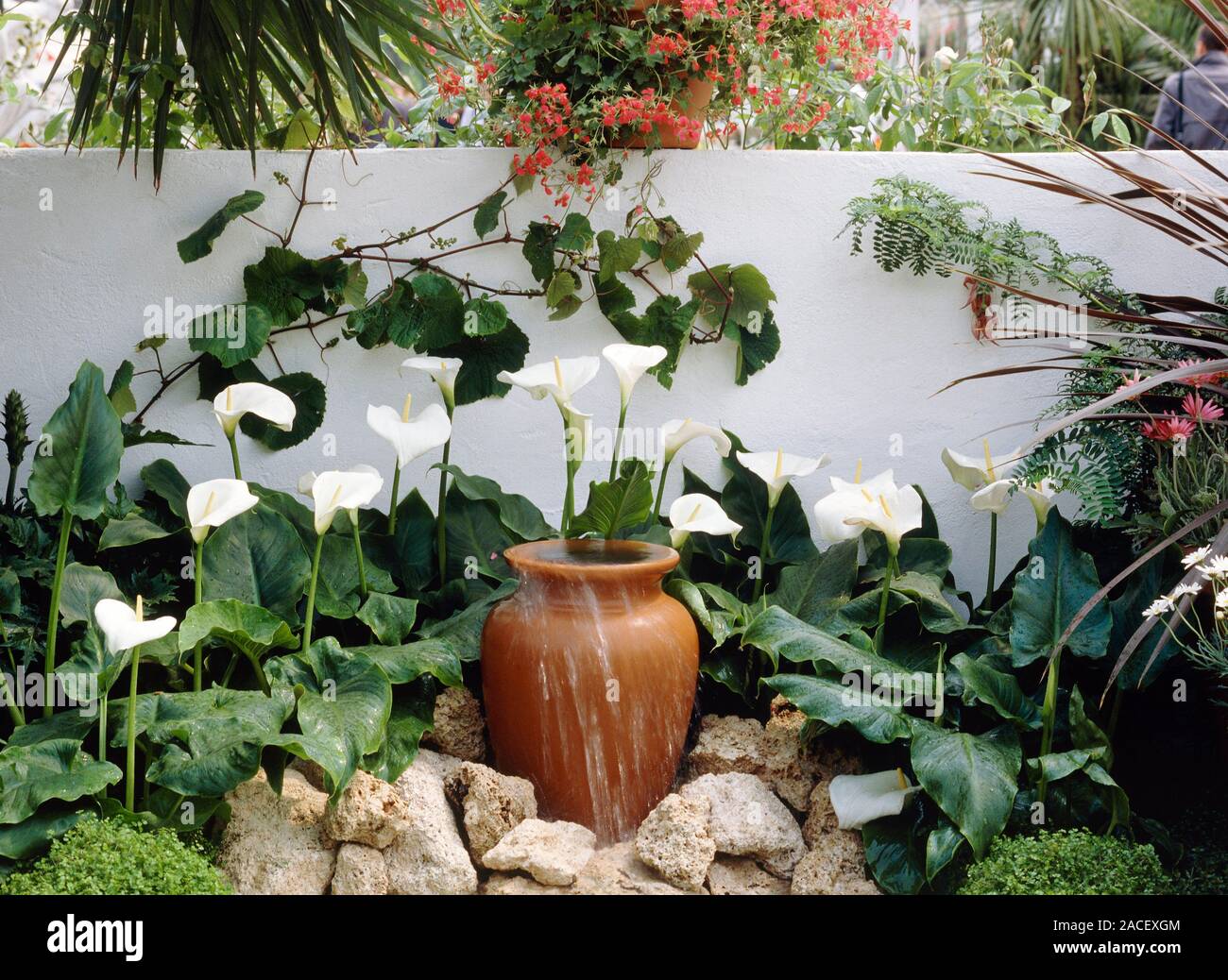 Terracotta pot water feature surrounded by arum lilies (Zantedeschia ...