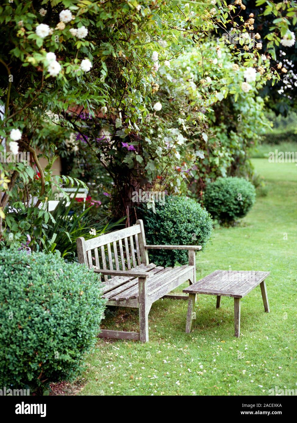 Bench and table on a lawn with box hedges (Buxus sempervirens) either ...