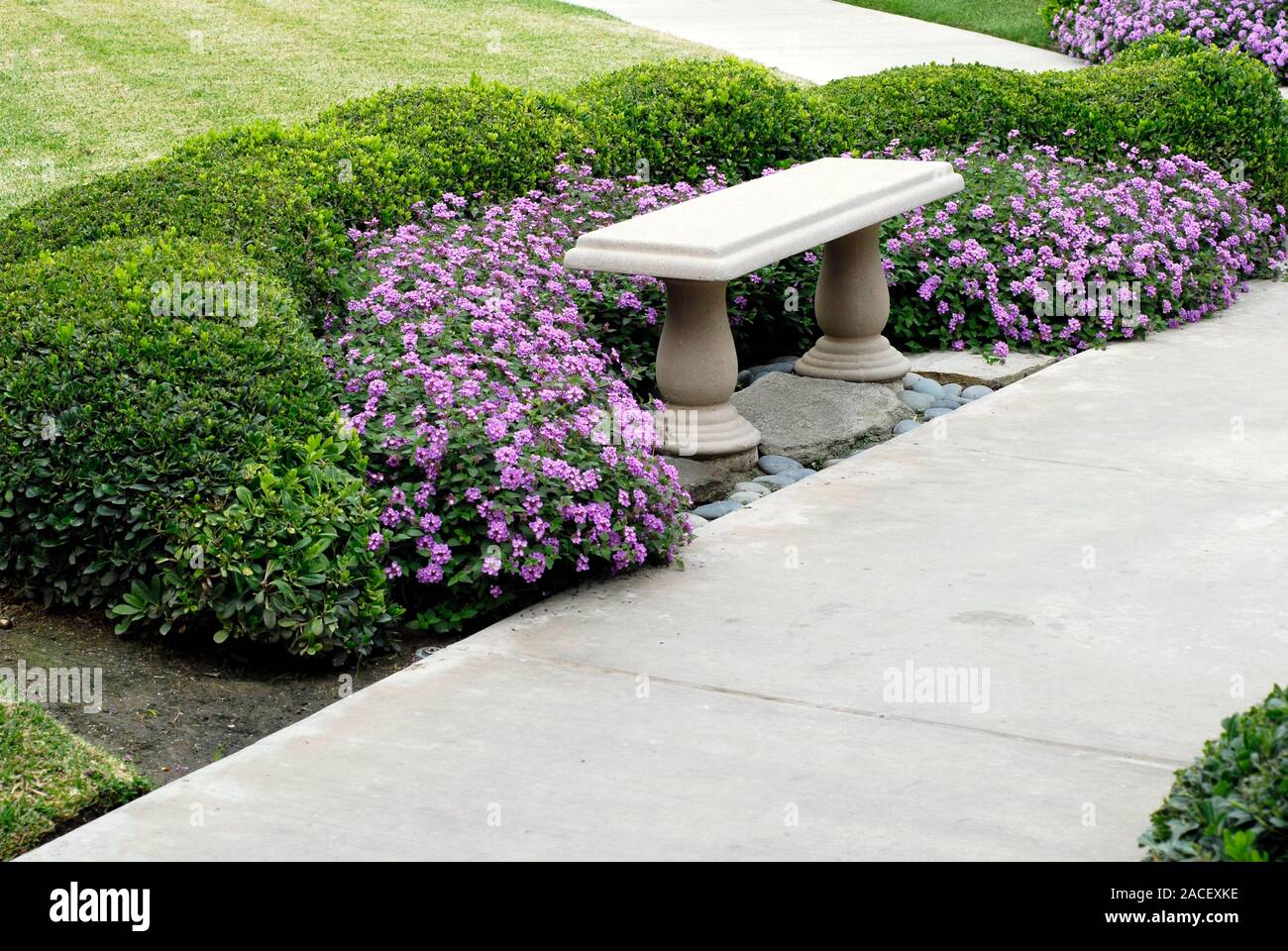 Stone seat by a garden path. Purple lantana flowers (Lantana sp.) and ...