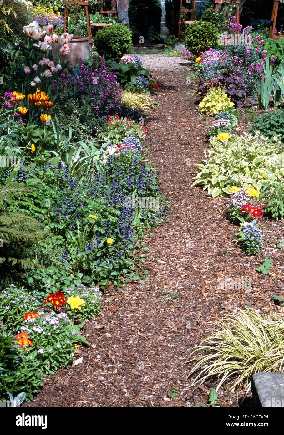 Garden path through spring borders. The plants include tulips (Tulipa ...