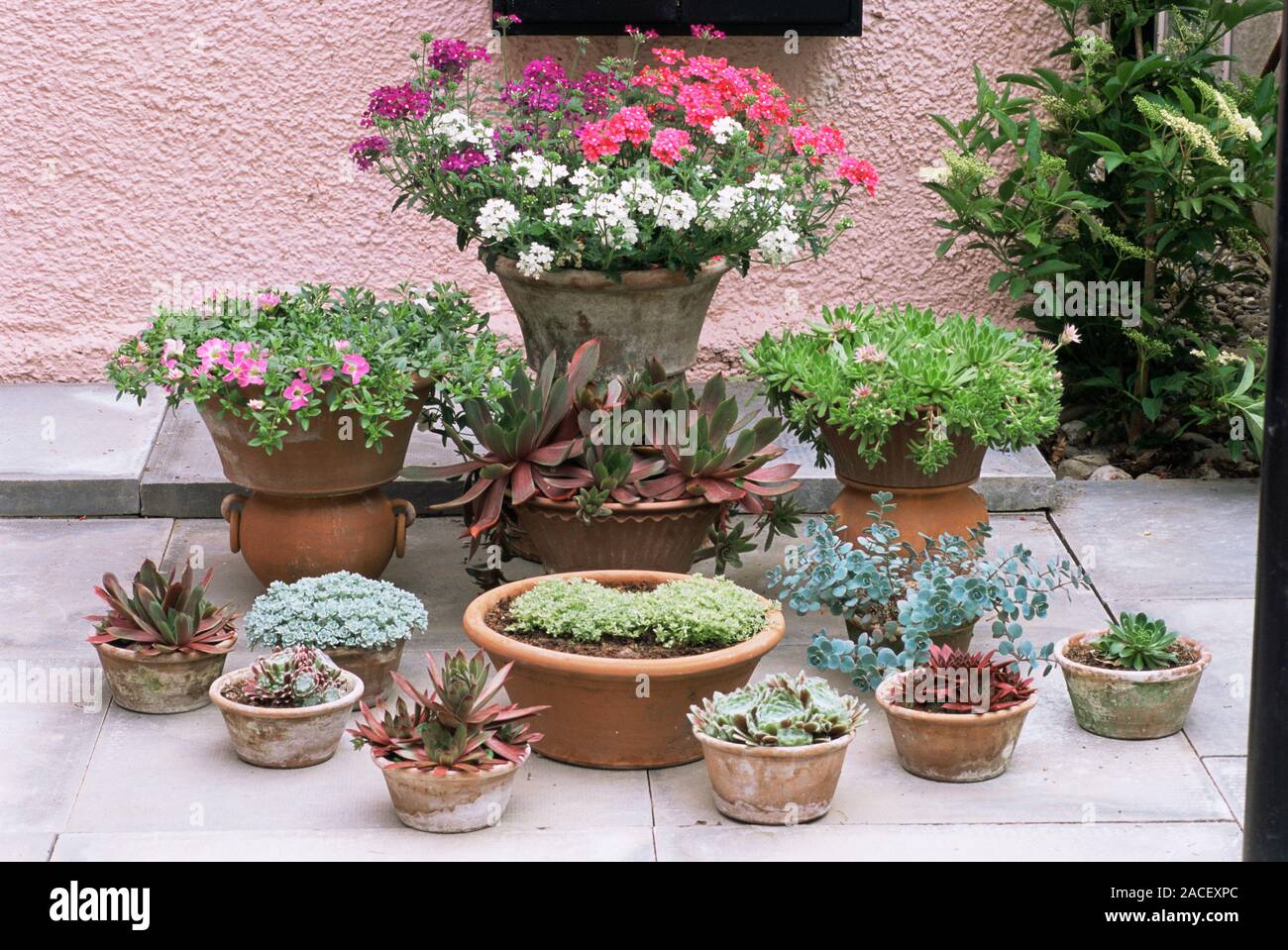 Garden patio display. Terracotta plant pots and trays containing thyme ...