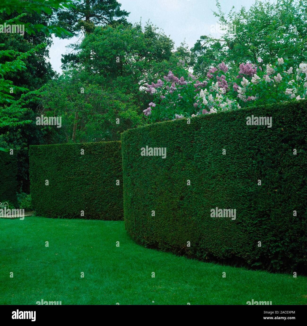 Clipped hedges. Tightly clipped Box (Buxus sempervirens) hedges at ...