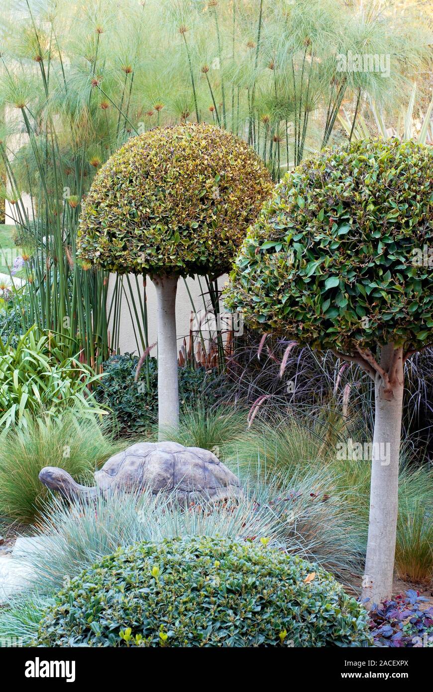 Topiary. Clipped shrubs in a garden beside a tortoise sculpture ...