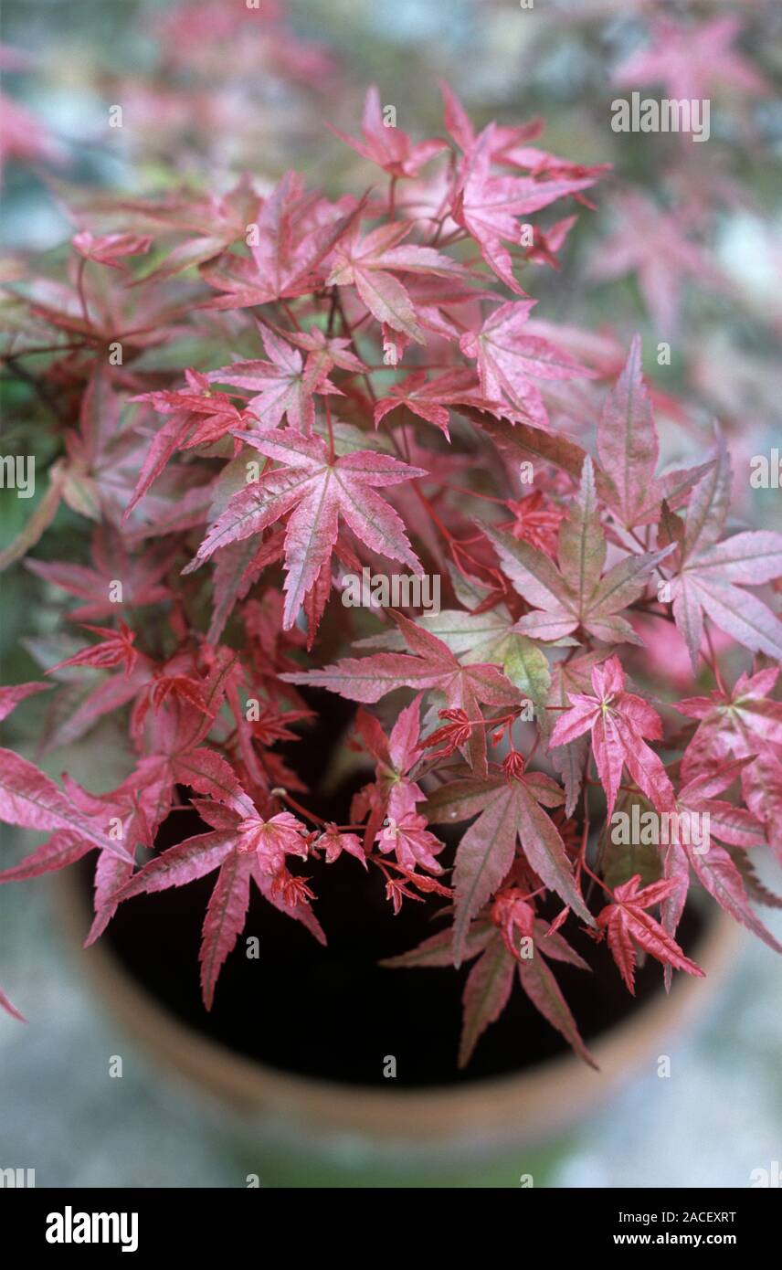 Japanese maple tree (Acer palmatum 'Beni-maiko') in a plant pot Stock ...