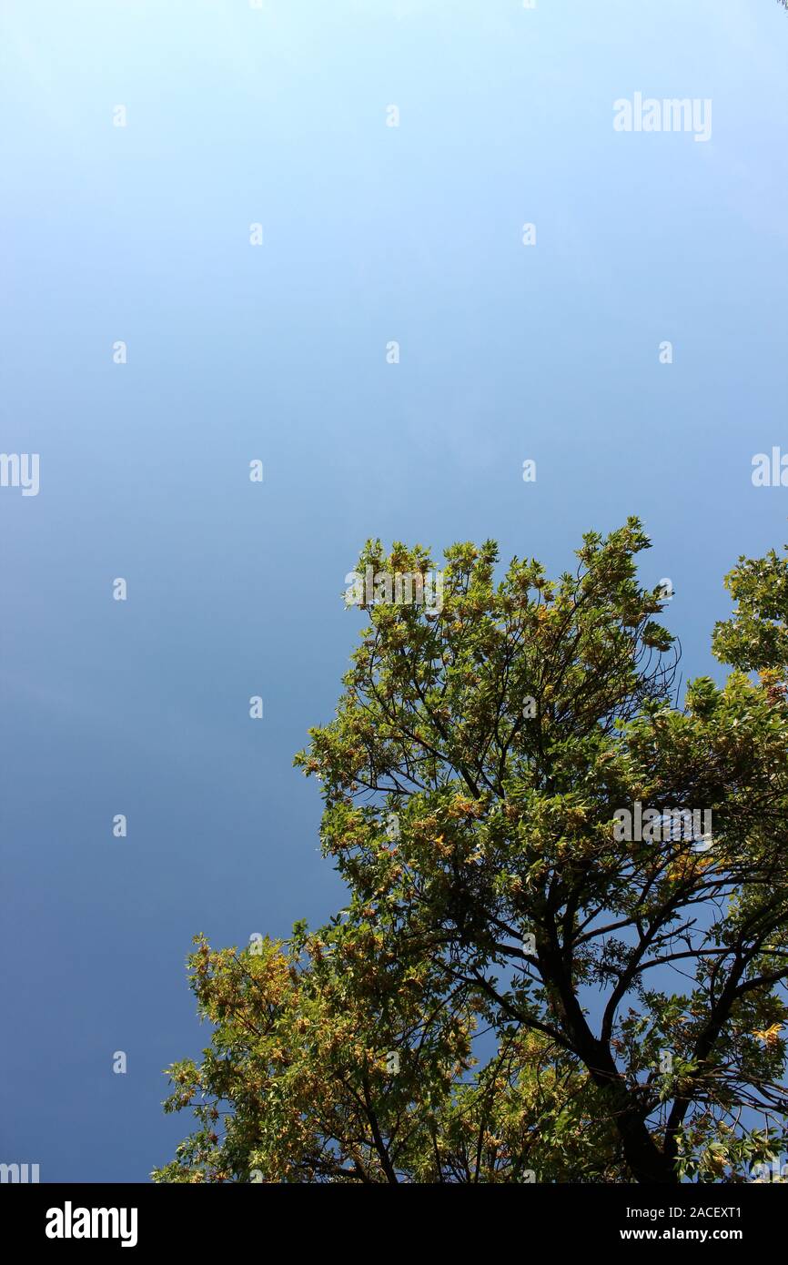 Leafy tree hi-res stock photography and images - Alamy