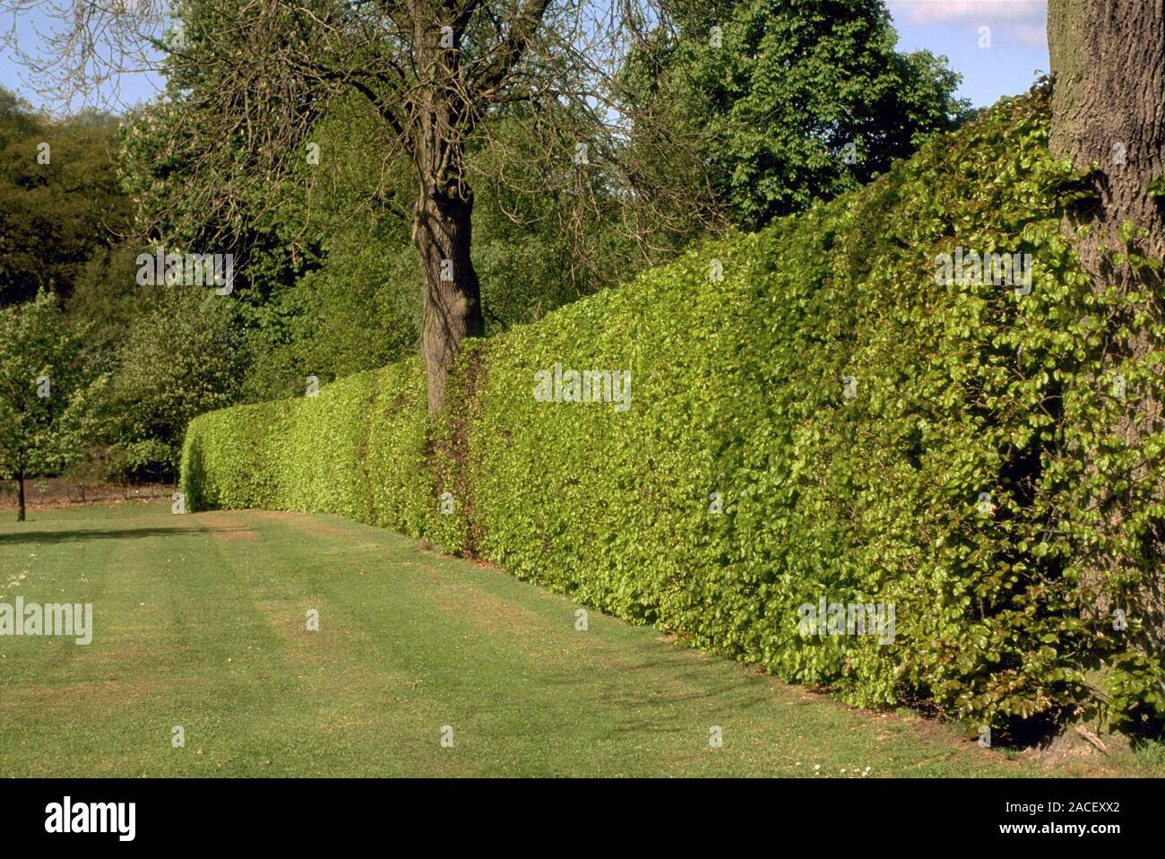 Beech Hedge. Tall formal clipped hedge of beech (Fagus sylvatica Stock ...