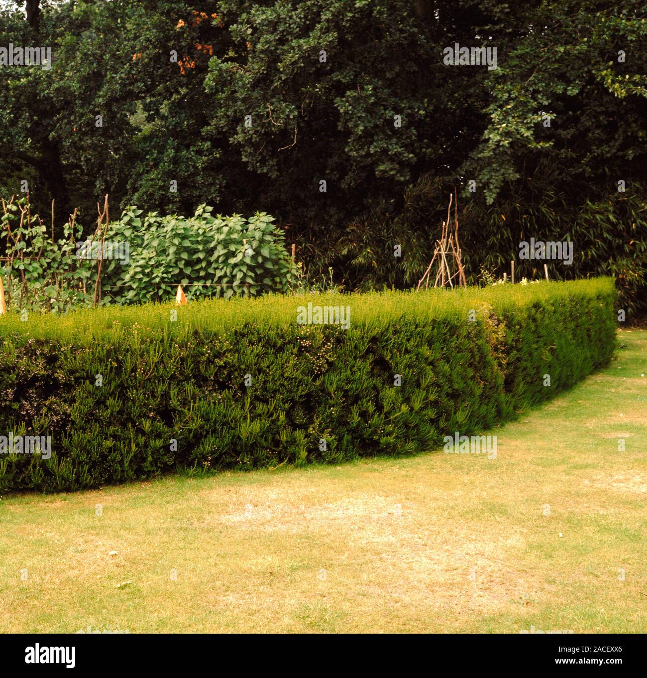 HEDGE. Hedge of heather (Erica sp.) use to separate a fruit and ...