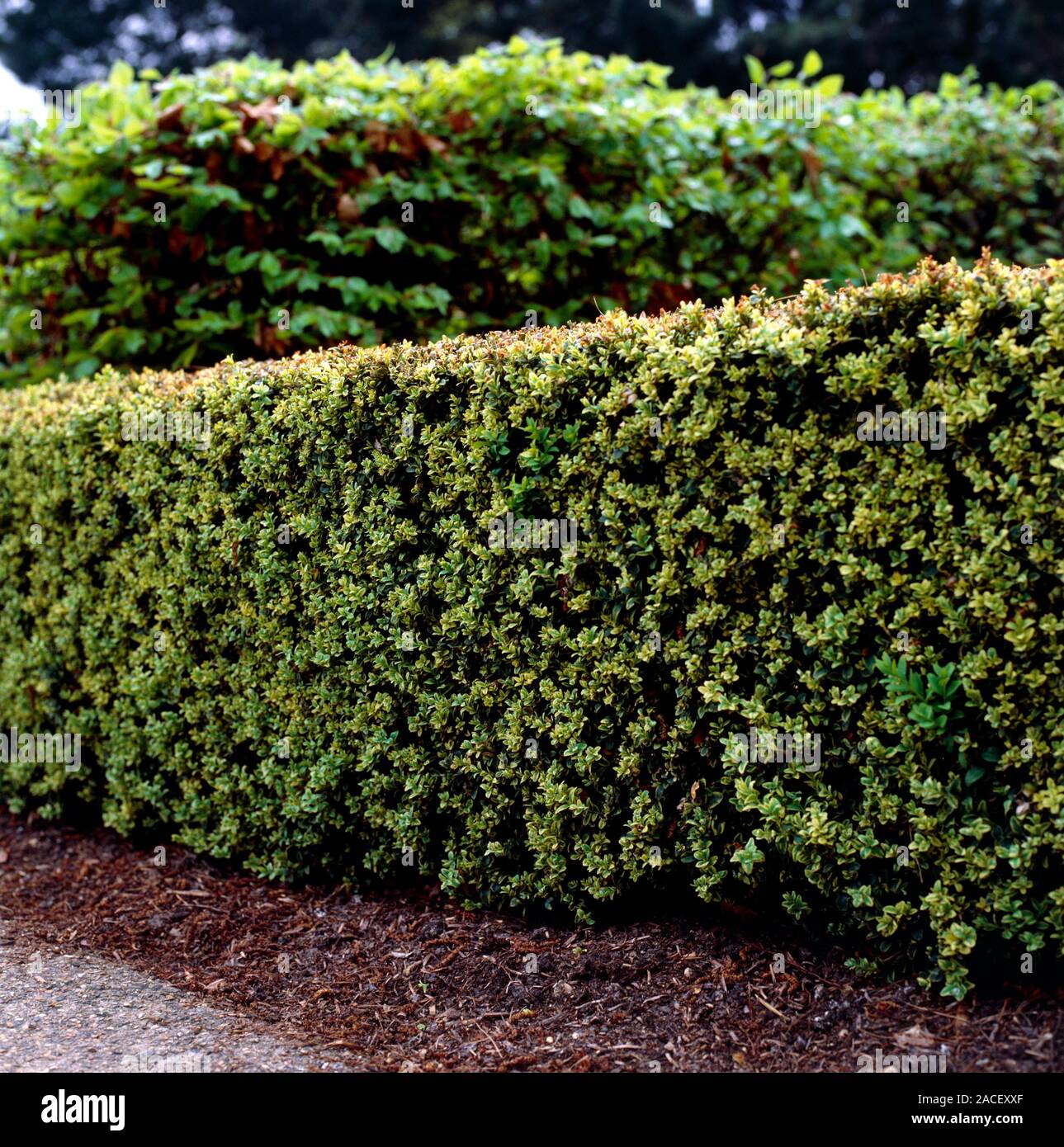 Box hedge. Clipped hedge of Box (Buxus sempervirens 'Latifolia Maculata ...