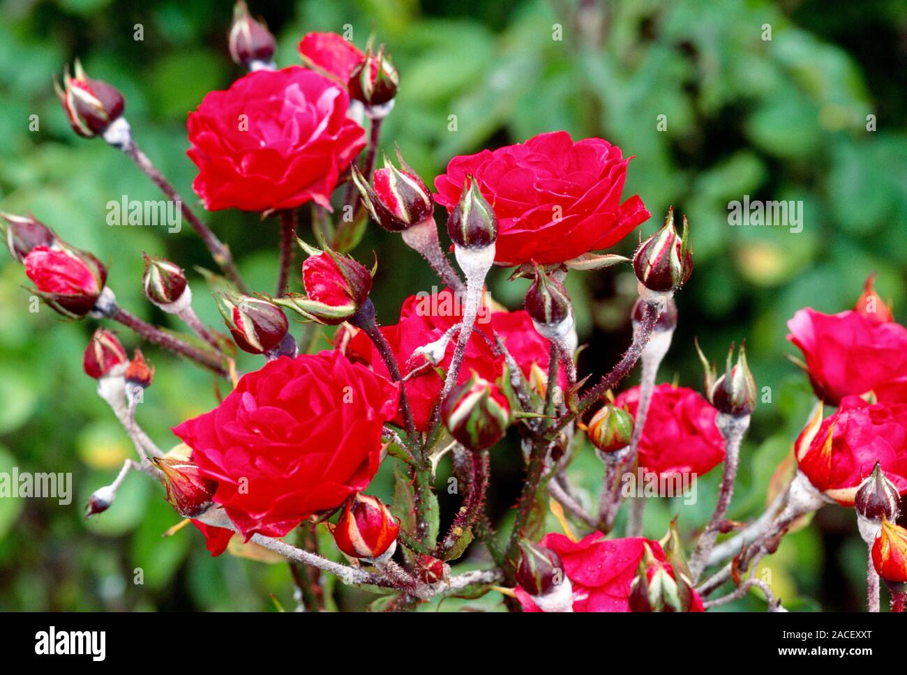 Powdery mildew. Closeup of symptoms on rose caused by fungus ...