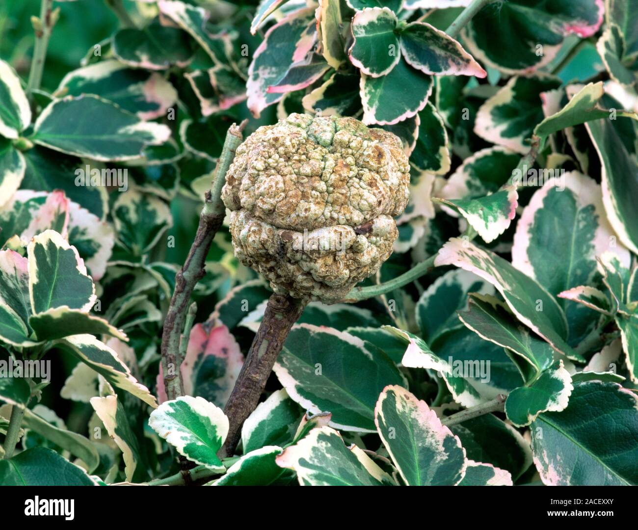 Crown Gall (Agrobacterium tumefaciens) on Euonymus sp Stock Photo - Alamy