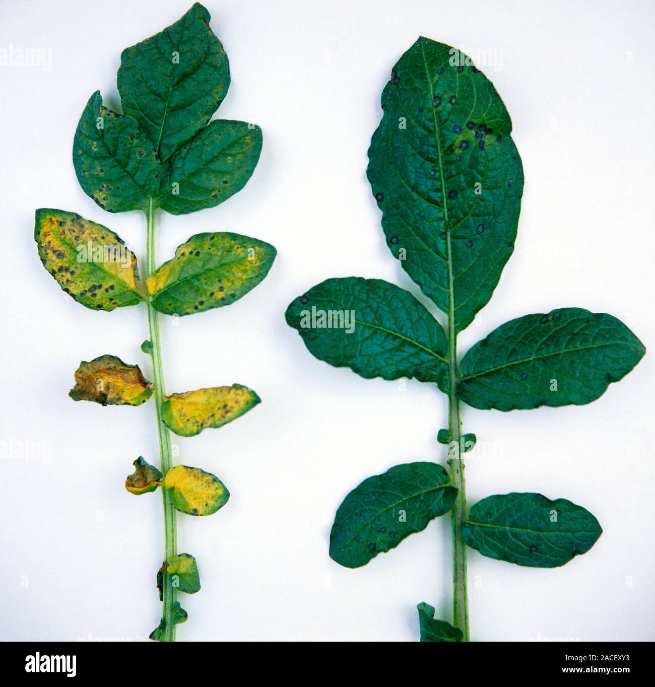 Early blight on potato. Potato leaves showing symptoms of Potato and ...