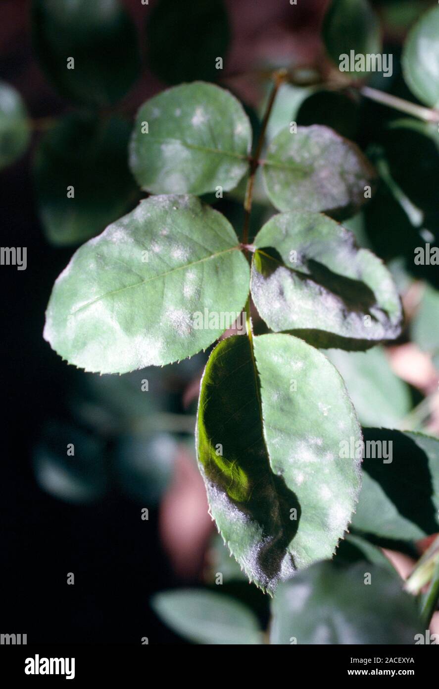 Powdery mildew. Closeup of symptoms on rose caused by fungus ...