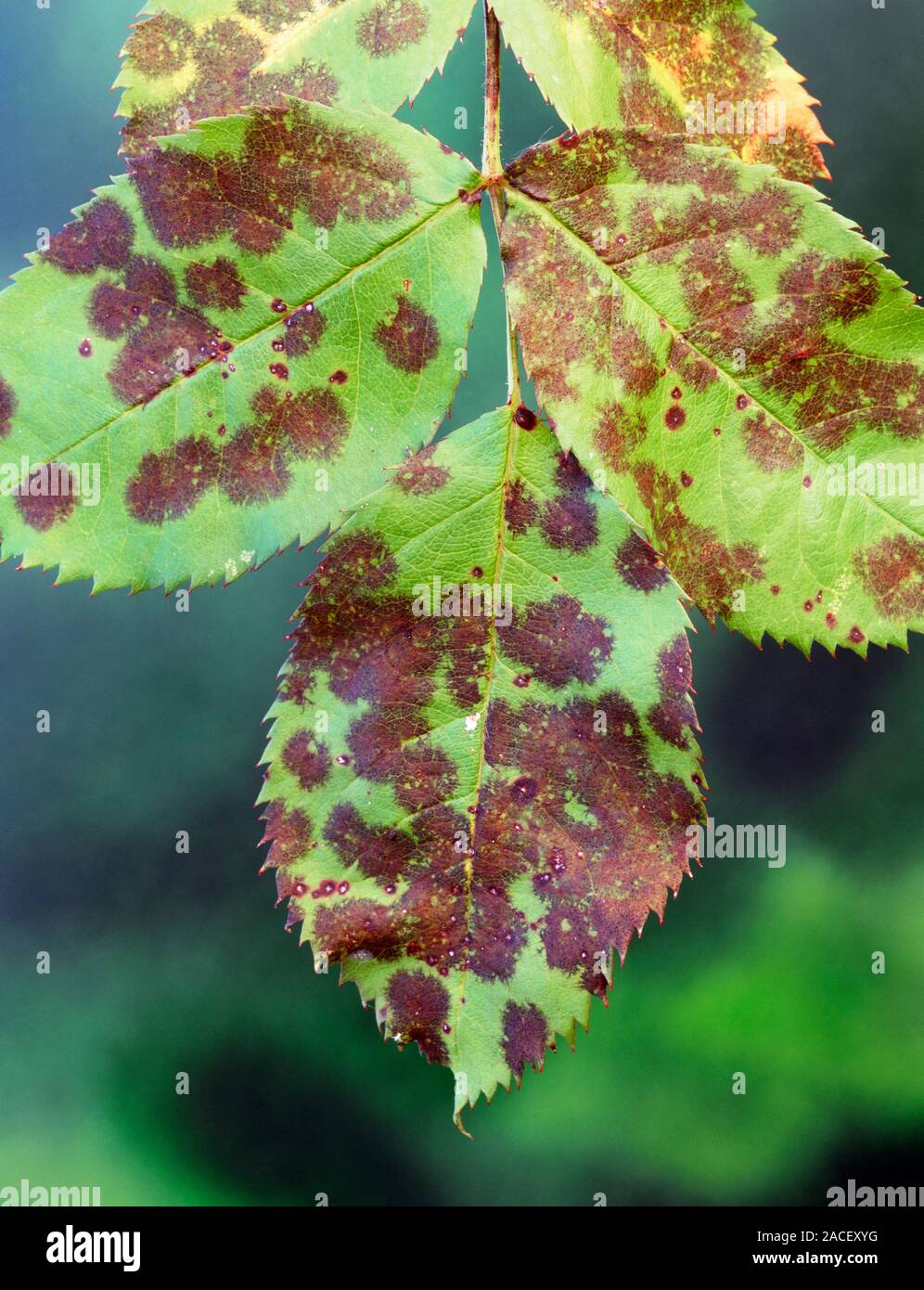 Rose leaf with Black Spot (Diplocarpon rosae). Fungal infection Stock ...