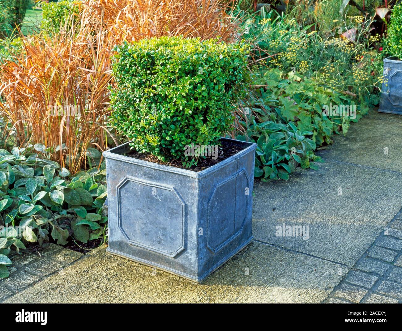 Box (Buxus sempervirens) in metal container on hard landscaping with ...