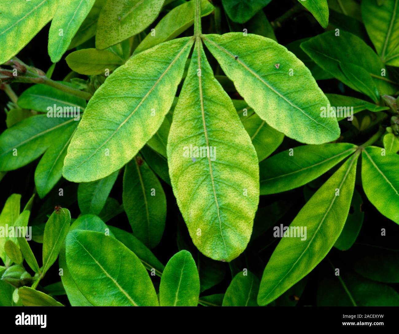 Symptoms of Chlorosis (Iron deficiency) on Choisya ternata. Loss of ...
