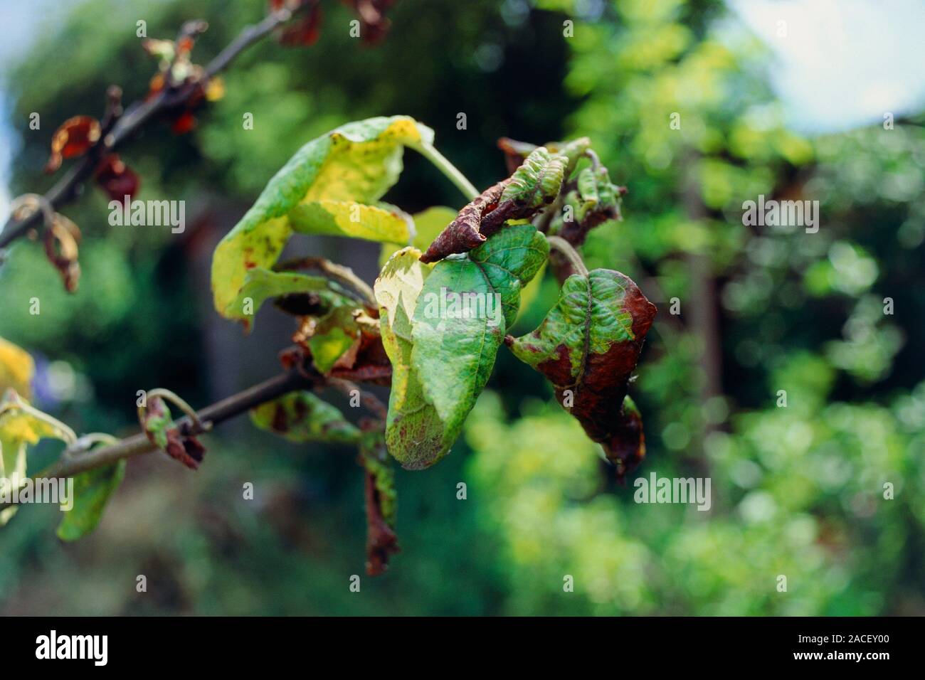 FIREBLIGHT (Erwinia amylovora) on apple (Malus sp.). This is a bacteria ...