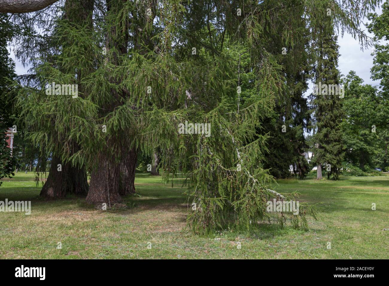 Alley old trees in park hi-res stock photography and images - Alamy