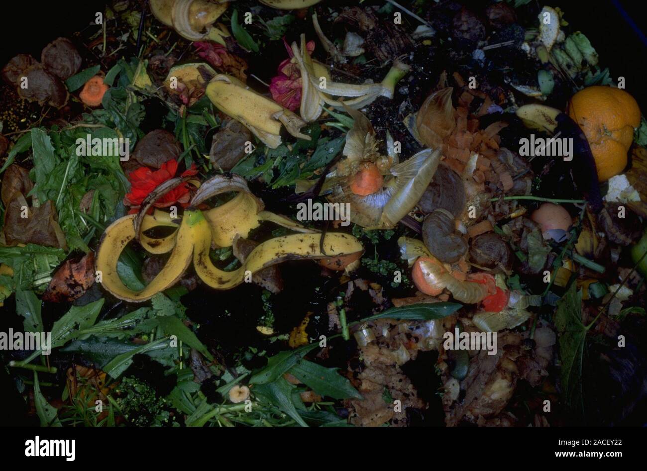 Compost heap. Closeup of compost heap with mixture of garden and ...
