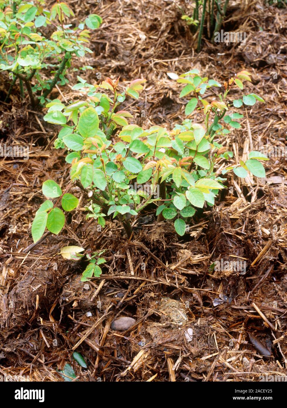 Thick mulch of stable manure on rose beds in late winter spring Stock ...