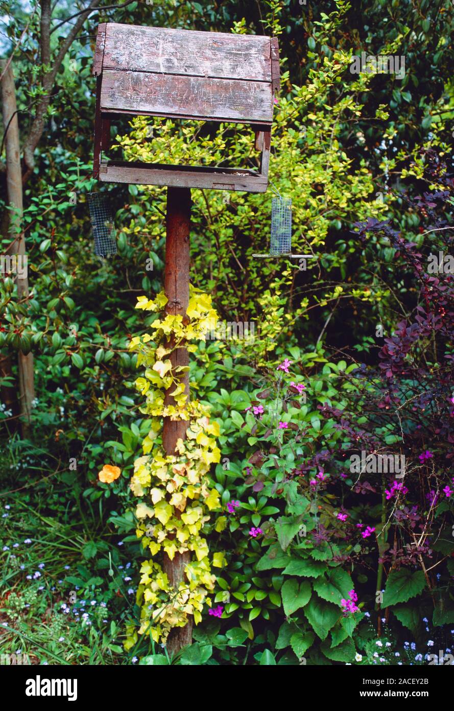 Empty bird table in a garden. It is partly overgrown with ivy (Hedera ...