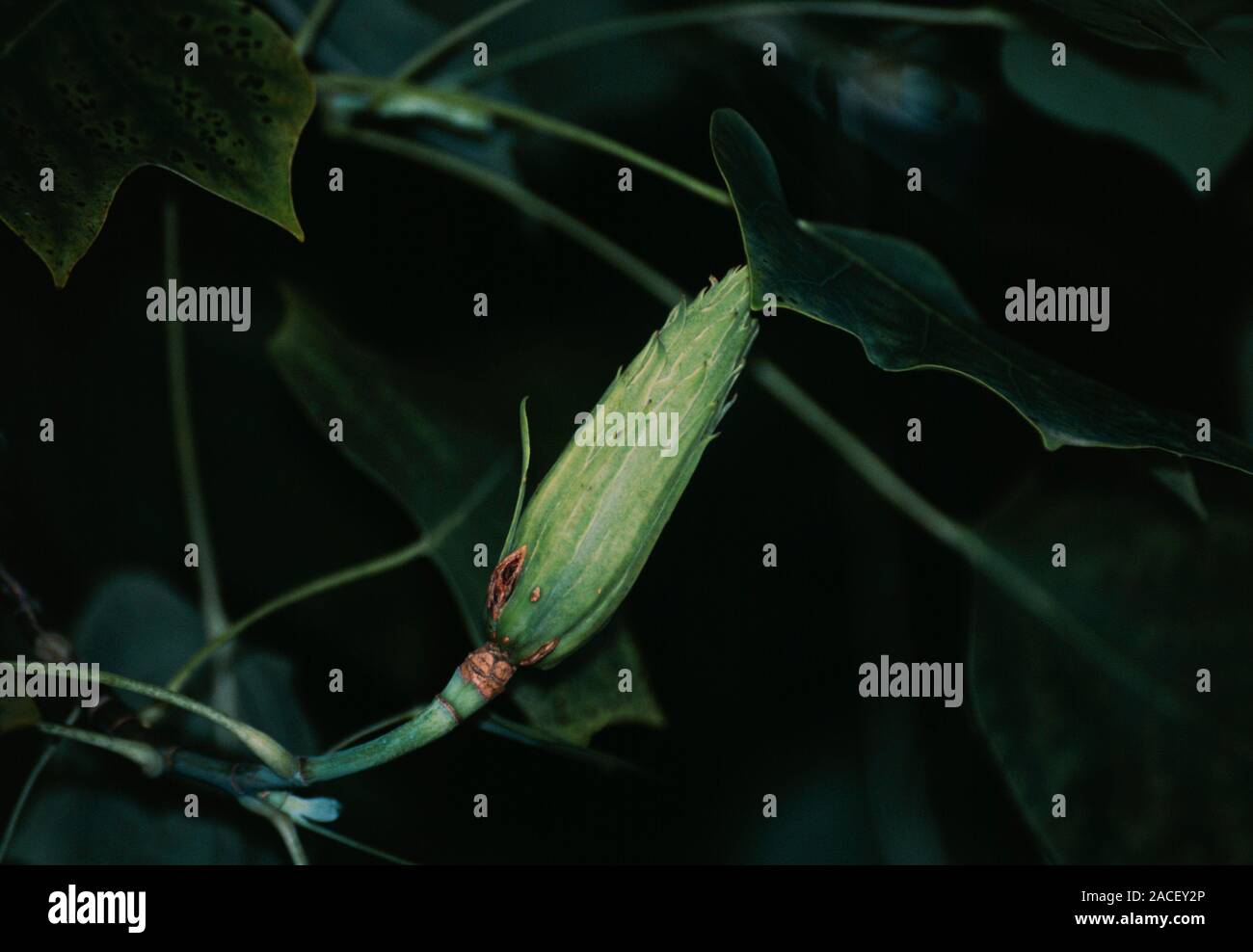 Tulip tree (Liriodendron tulipifera). Closeup of fruit and foliage ...