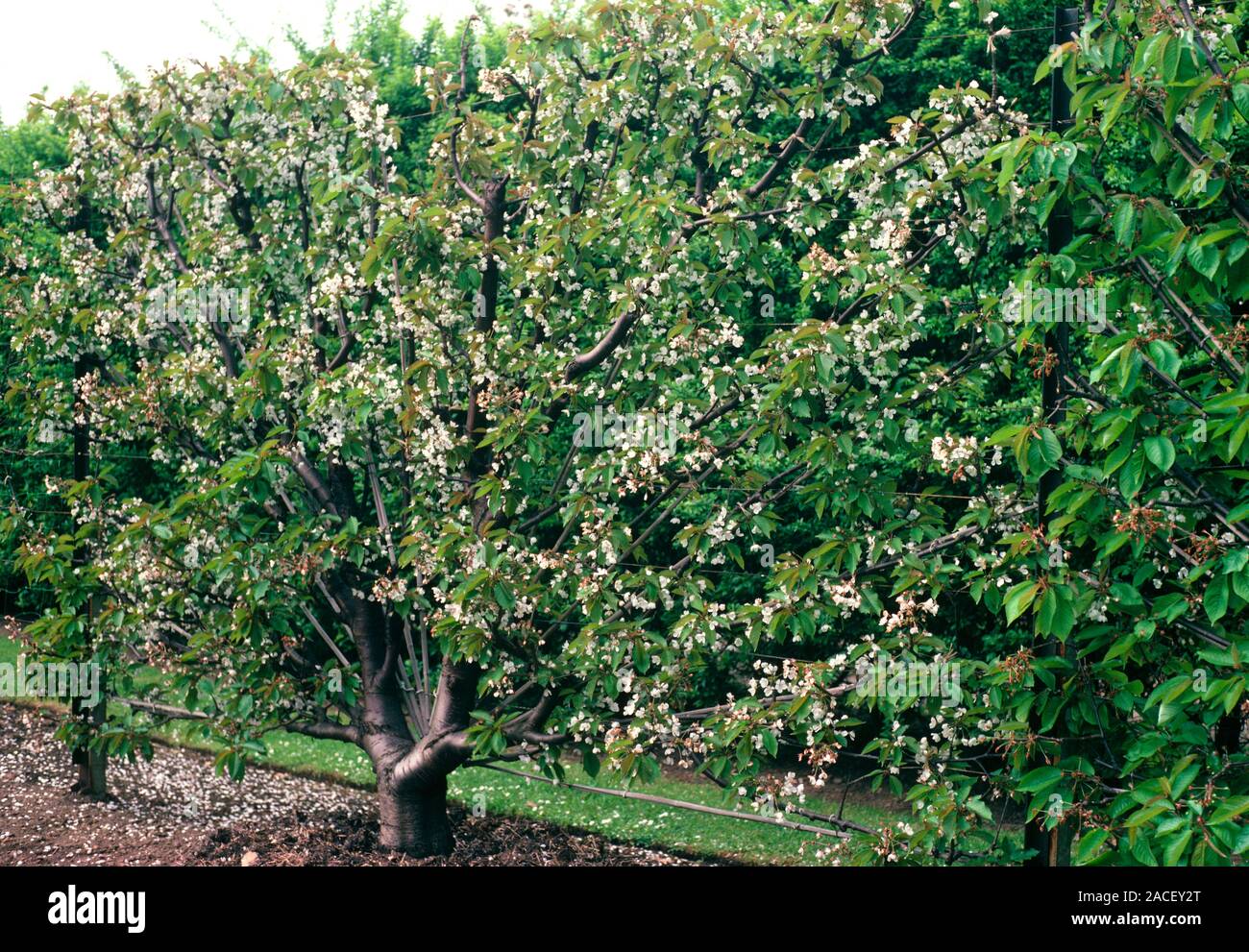 FAN TRAINED. Fantrained Cherry (Prunus sp.) in blossom in an orchard ...