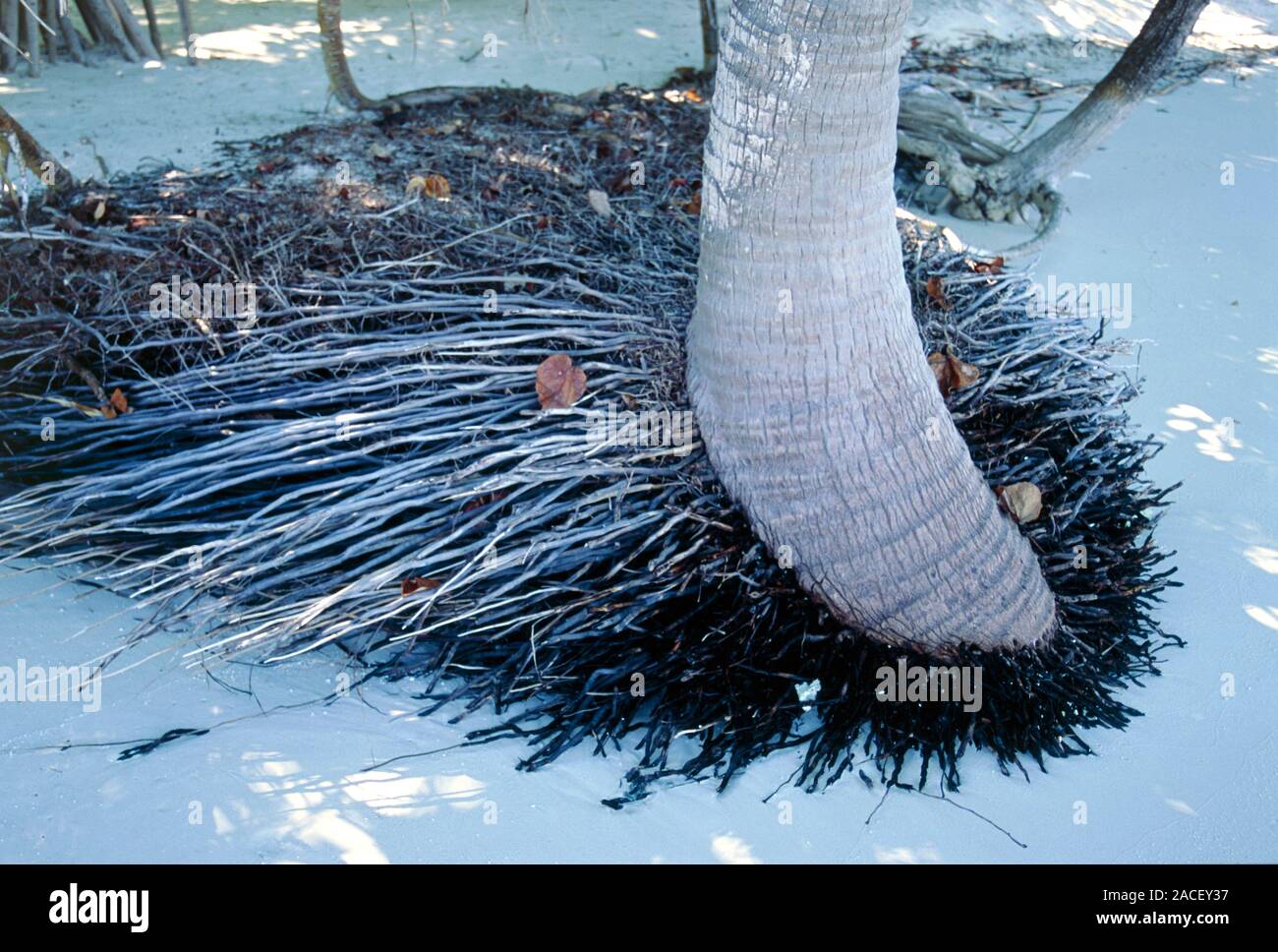 Coconut palm (Cocos nucifera). Closeup of roots and bole growing in ...