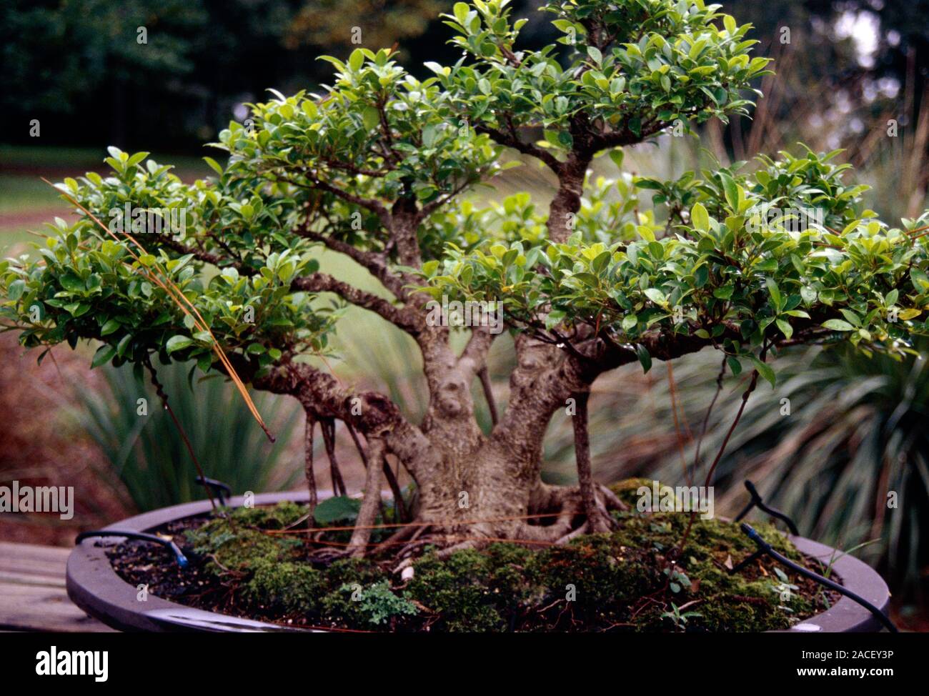 Tiger bark fig (Ficus refusa). Five years old bonsai specimen Stock ...