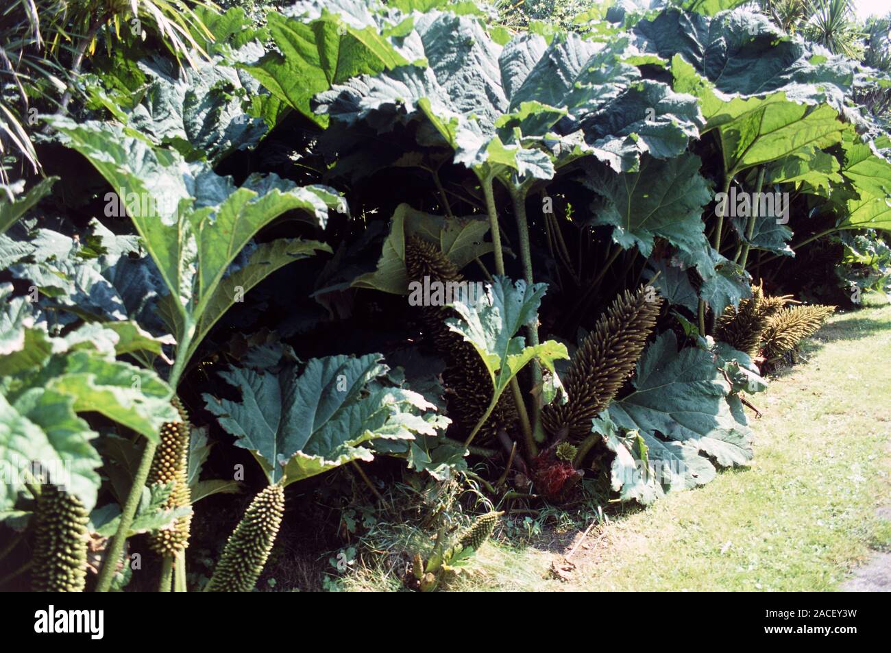 Gunnera manicata. Mass of flowers and foliage in a border; photographed ...