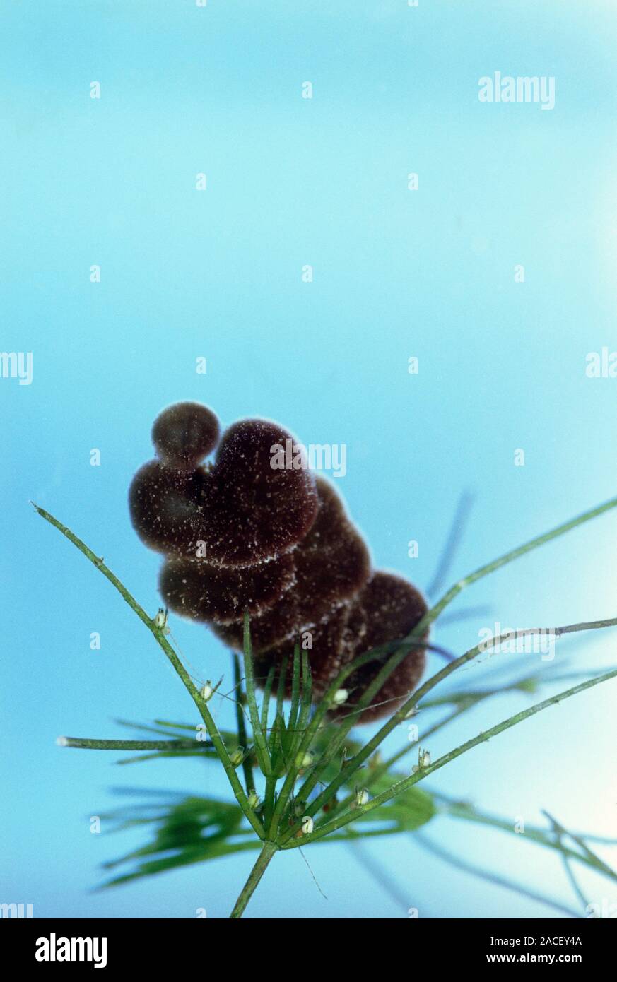 Freshwater red algae. Close-up of Batrachospermum moniliforme Stock ...