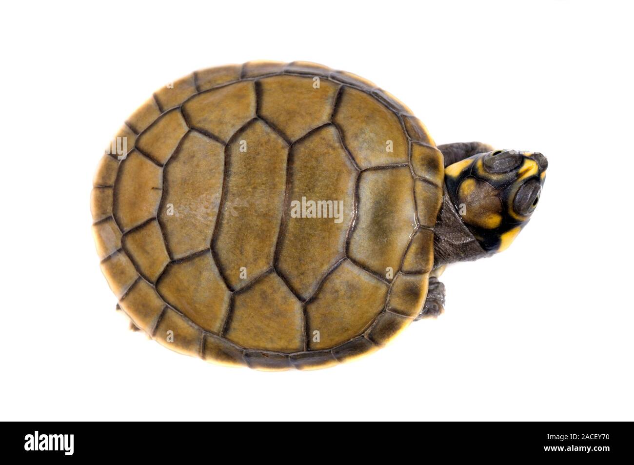 Hatchling yellow-spotted river turtle. Topside view of a one month old ...