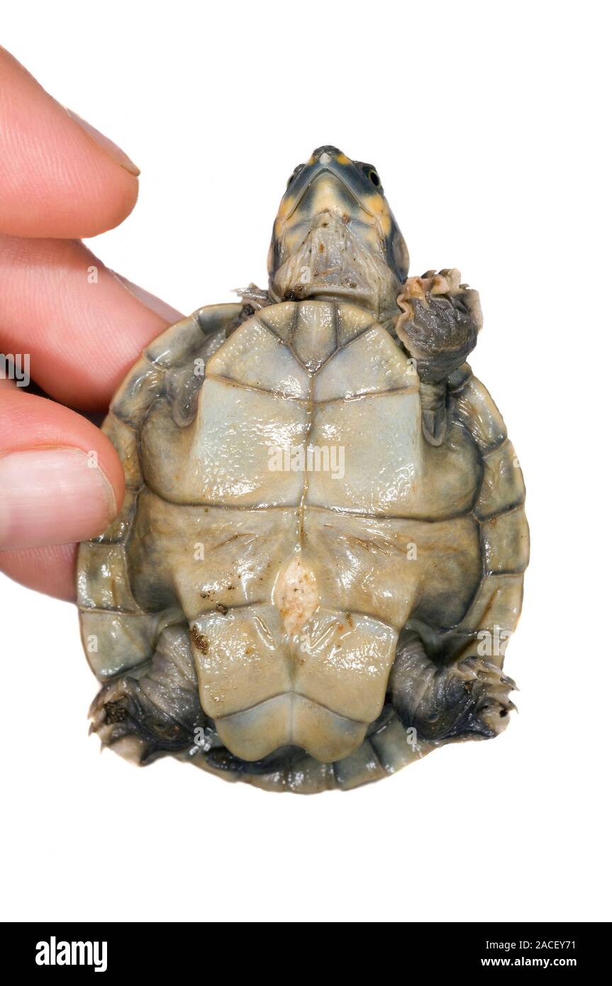 Hatchling yellow-spotted river turtle. Underside of a one month old ...