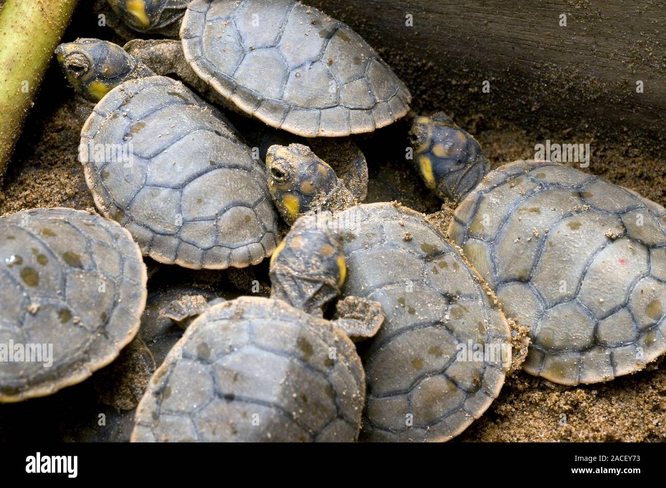Hatchling yellow-spotted river turtles. One month old yellow-spotted ...
