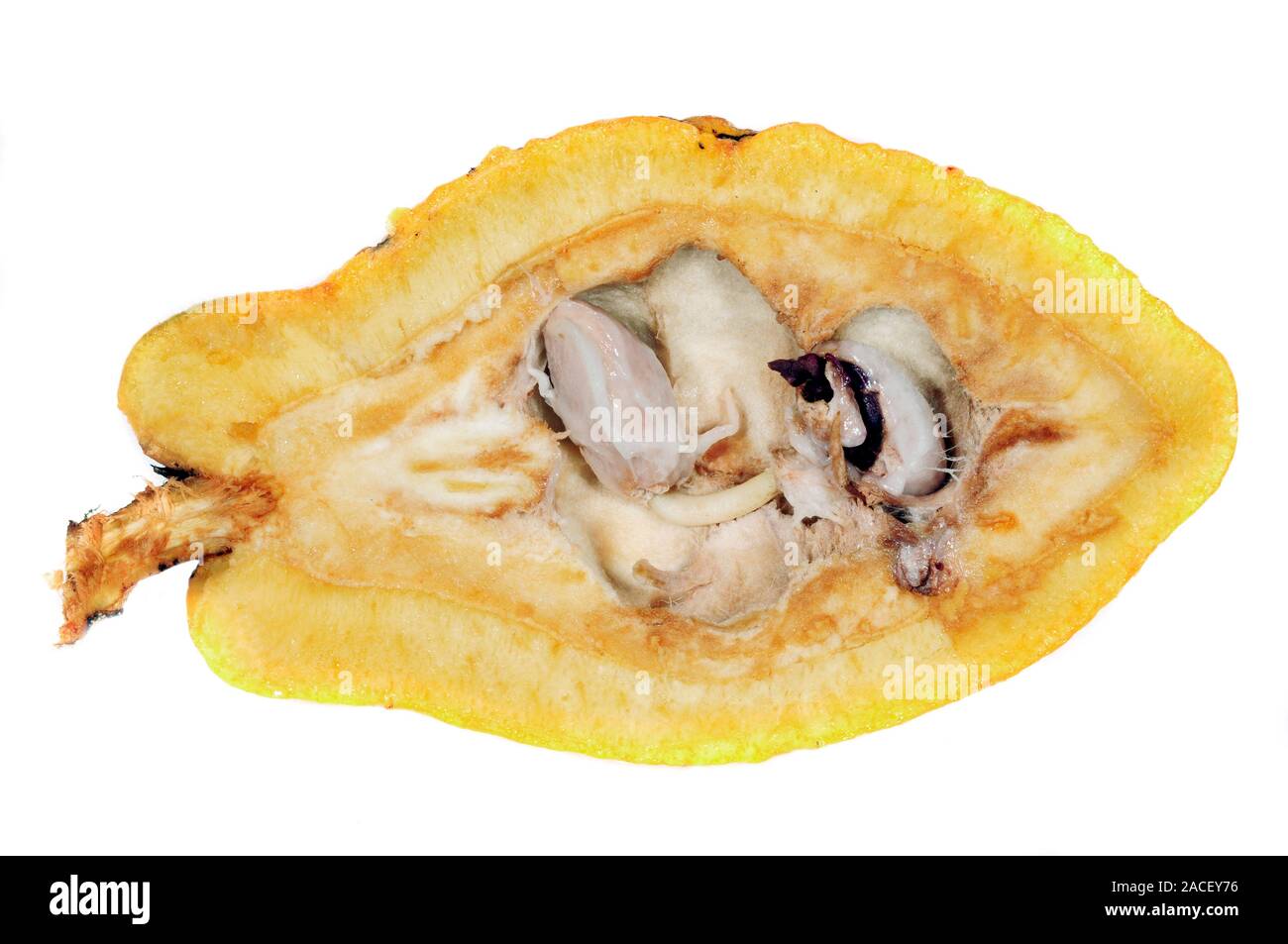 Inside of a cocoa pod (Theobroma cacao). This is the fruit of the cocoa ...