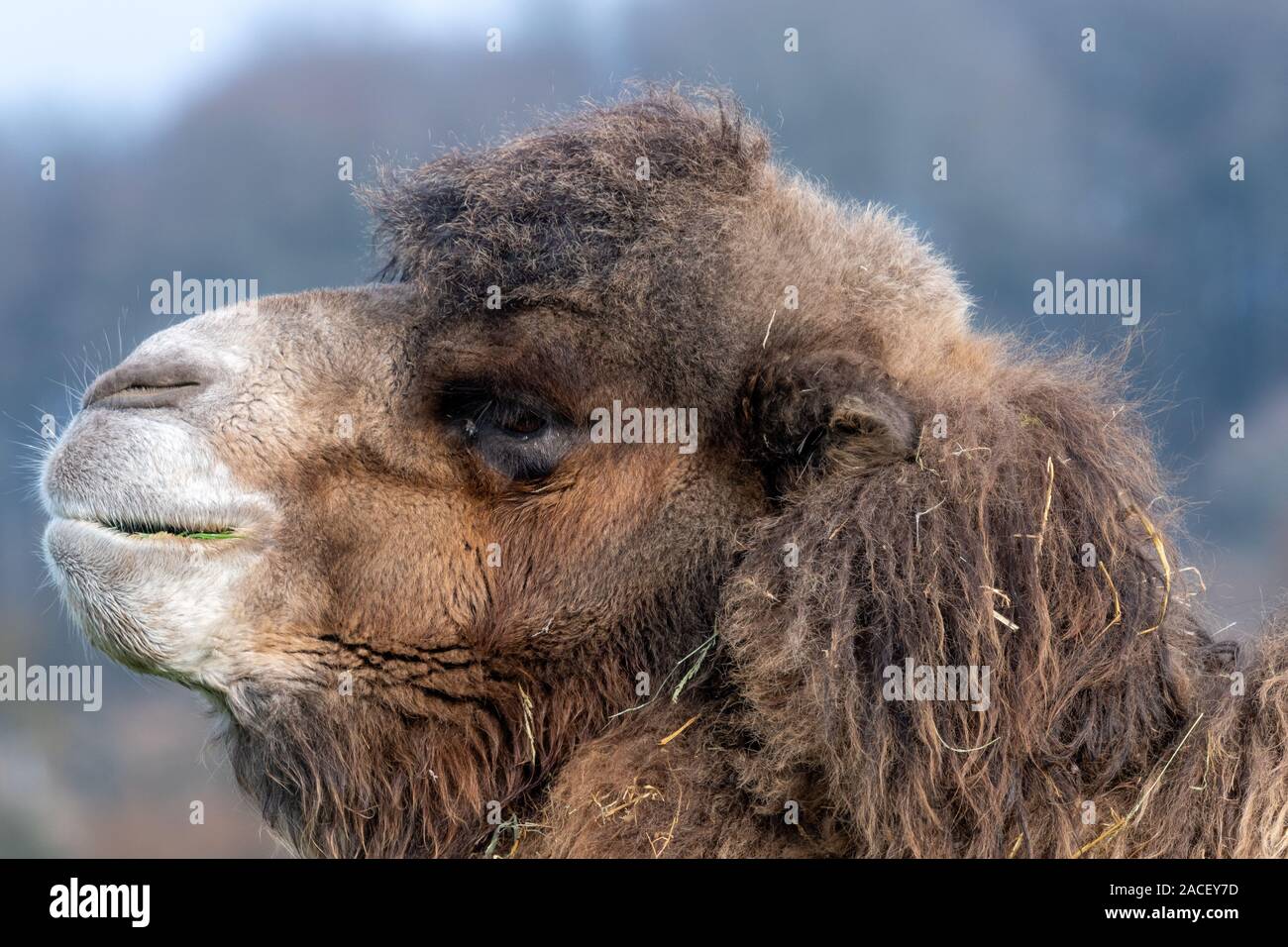 Bactrian camel side view hi-res stock photography and images - Alamy