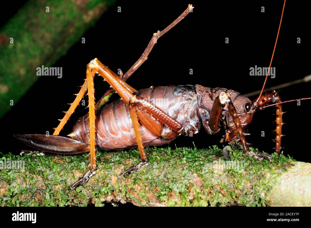 Large female bush cricket on a branch. Bush crickets (family ...