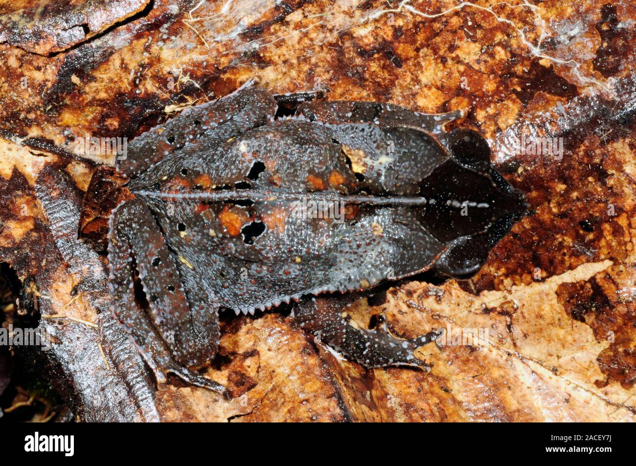South American common toad (Rhinella margaritifer) on the forest floor. These toads have ...