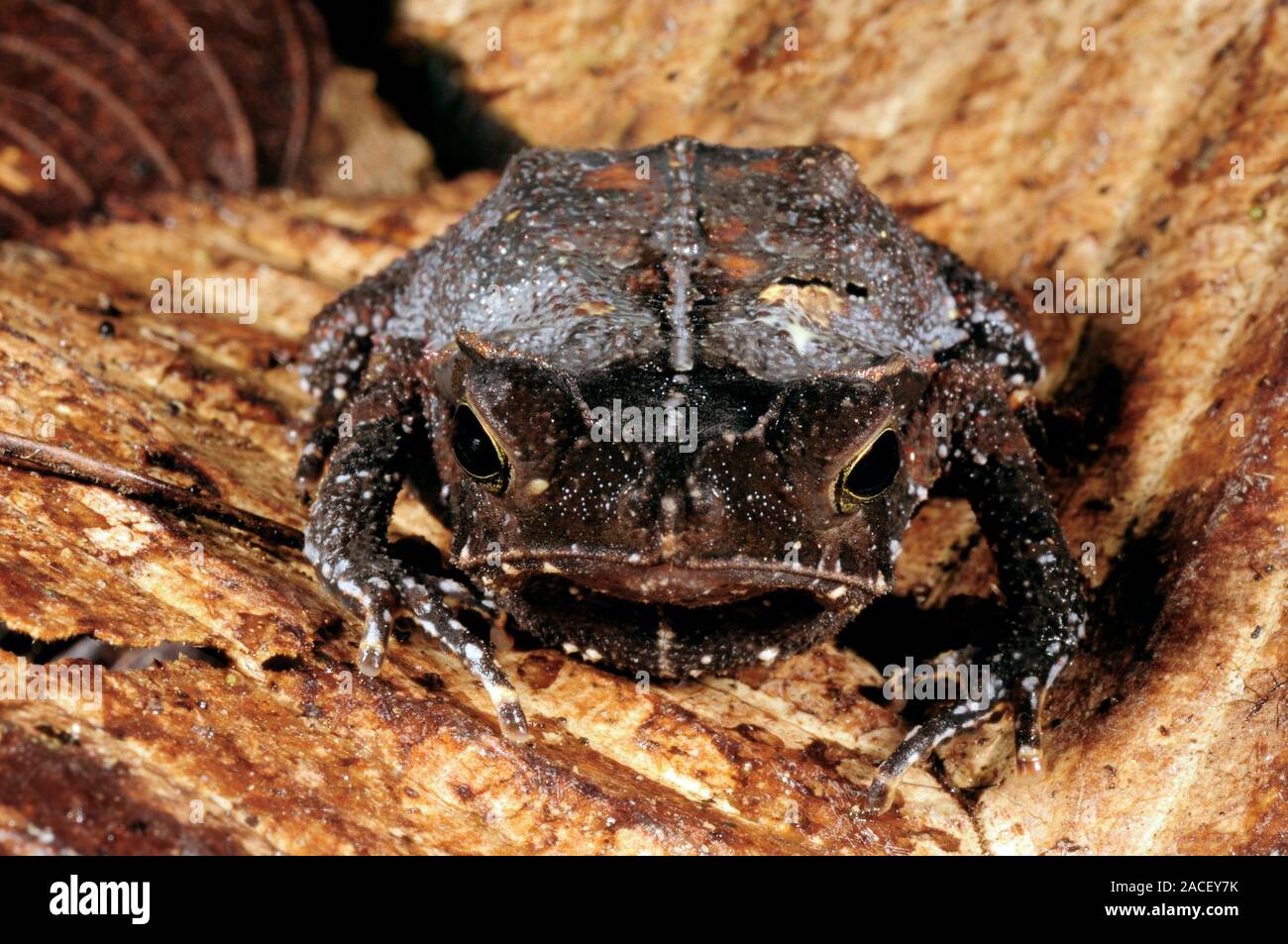 South American common toad (Rhinella margaritifer) on the forest floor ...