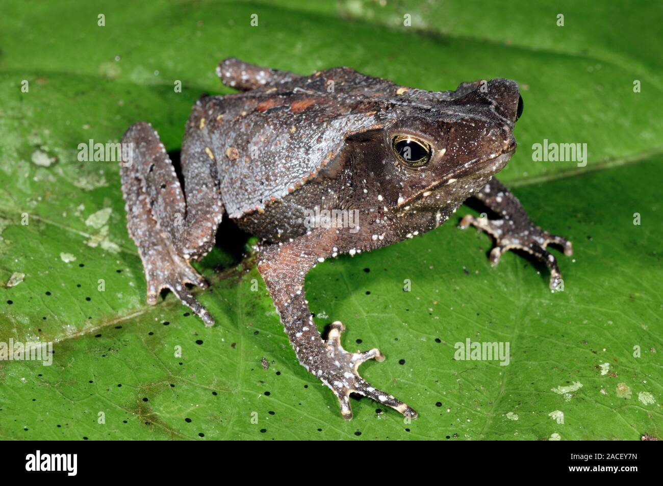 South American common toad (Rhinella margaritifer) on a leaf. A toxic substance (exudate) can be ...