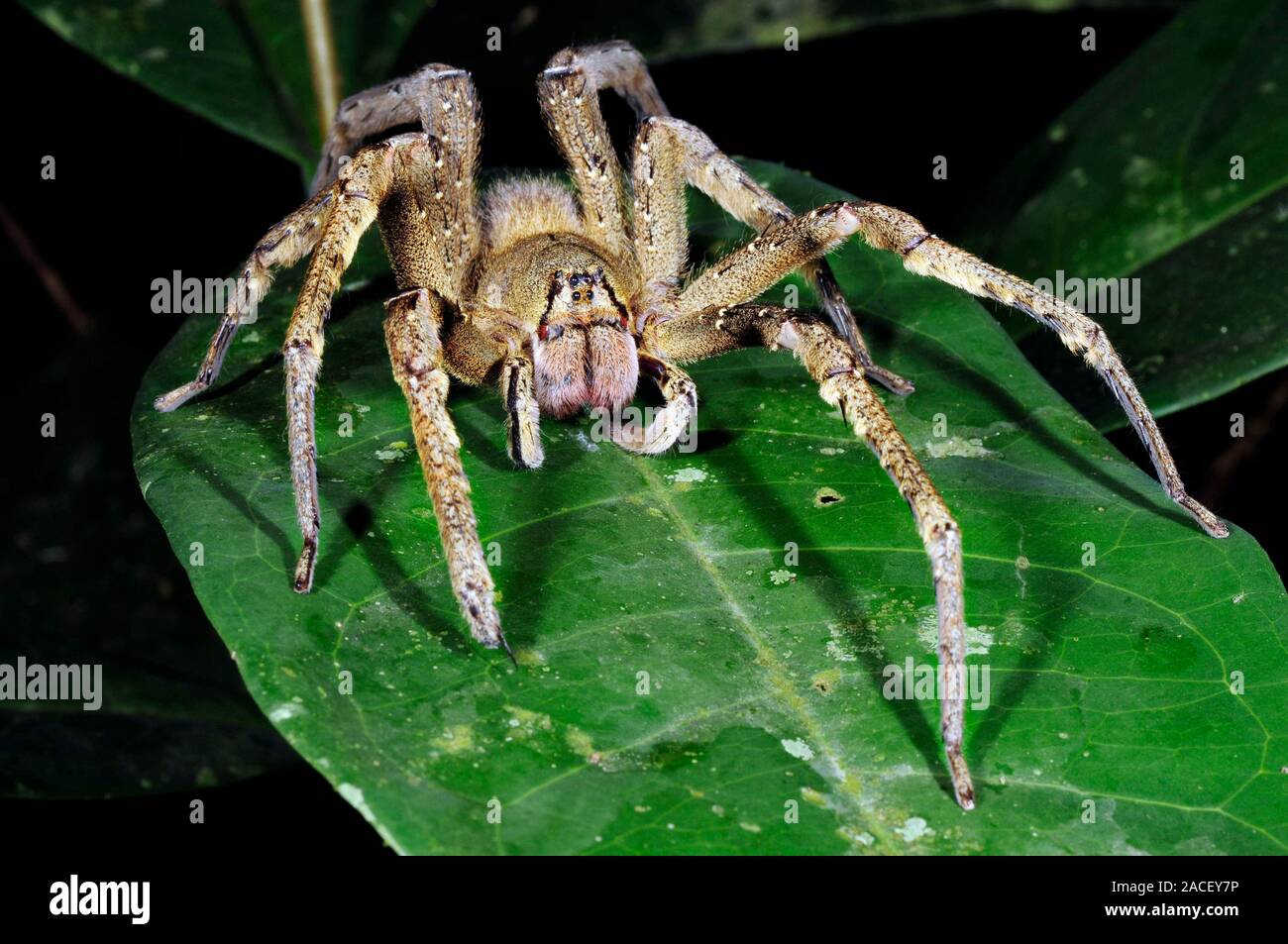 Brazilian wandering Spider (Phoneutria nigriventer) on a leaf ...