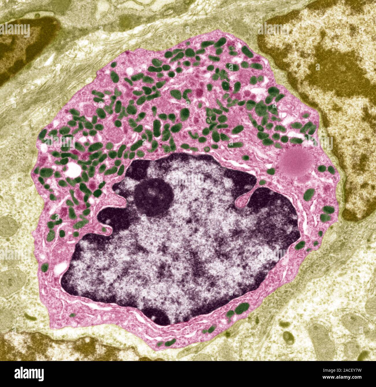 Intestinal endocrine cell, coloured transmission electron micrograph ...