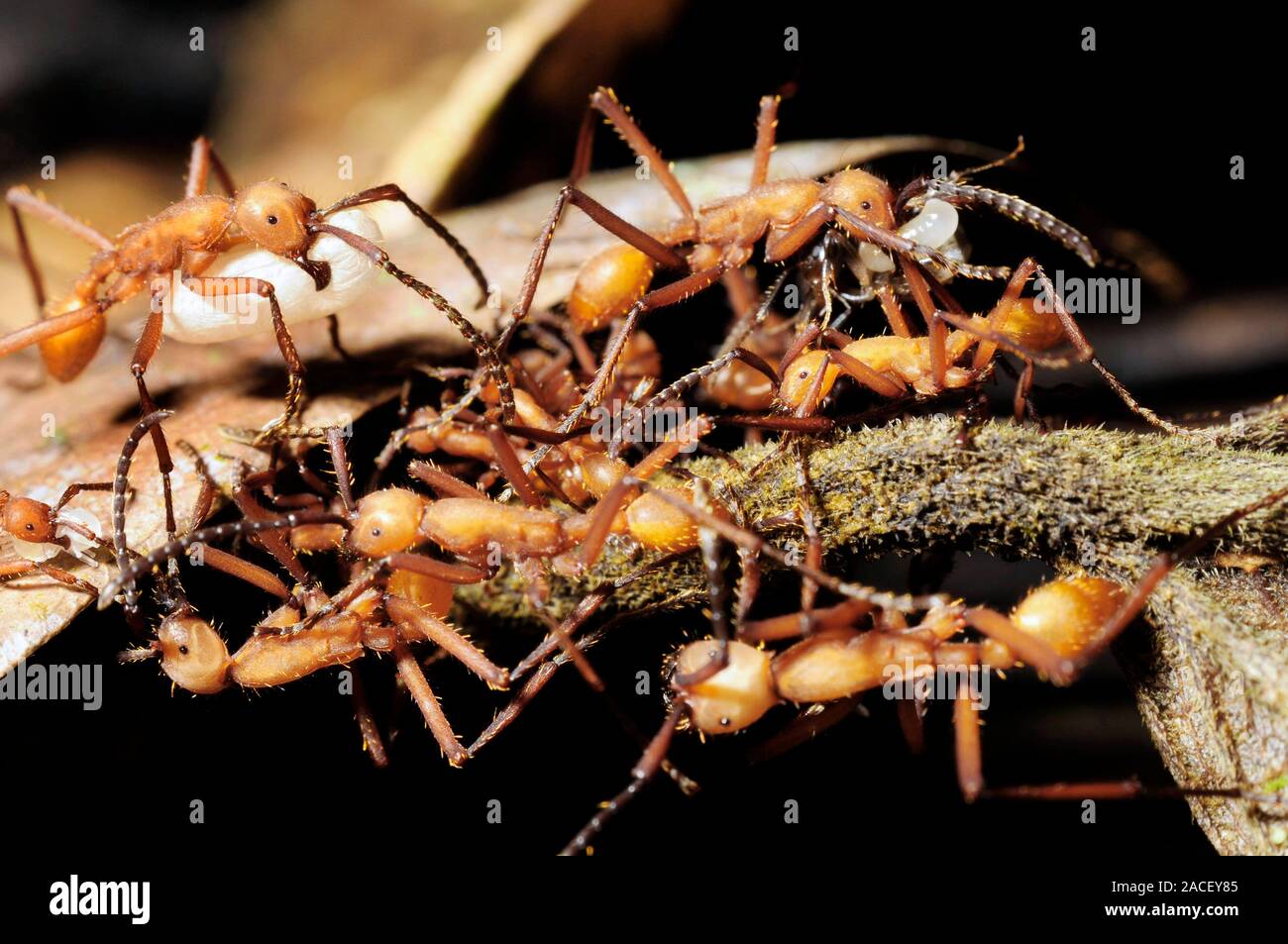 Army ant (Eciton hamatum) workers carrying a pupa and larva ...