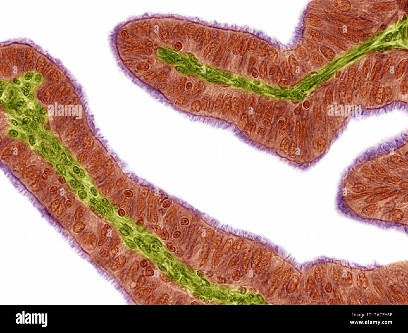 Oviduct mucosal folds, light micrograph. This section through the folds ...