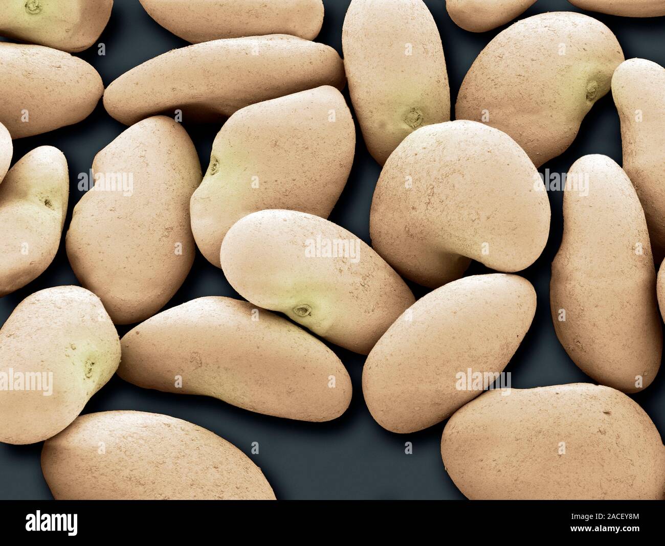 Alfalfa seeds. Coloured scanning electron micrograph (SEM) of Alfafa ...
