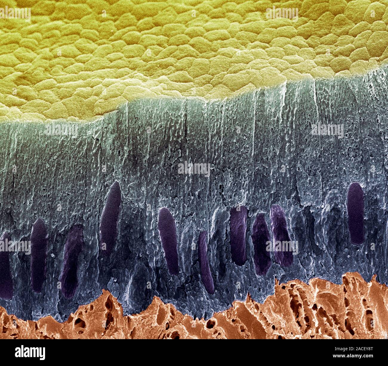 Tooth enamel formation. Coloured scanning electron micrograph (SEM) of a freeze-fractured ...