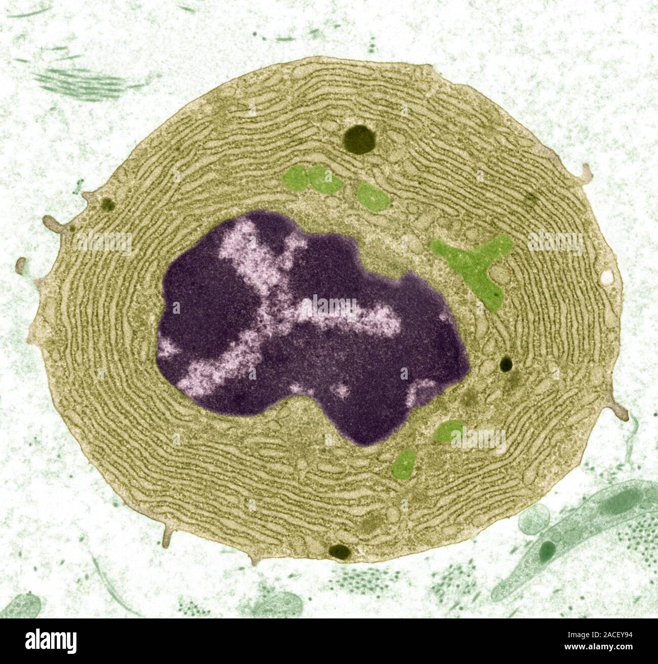 Plasma cell, coloured transmission electron micrograph (TEM). This ...