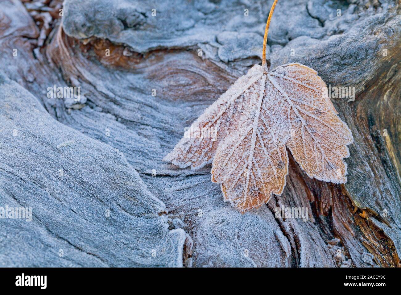 Frost leaves maple leaf hi-res stock photography and images - Alamy