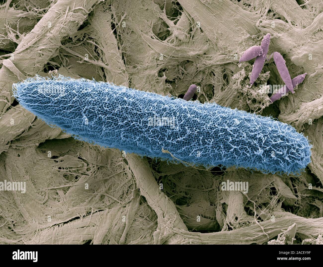 Paramecium protozoan, coloured scanning electron micrograph (SEM ...